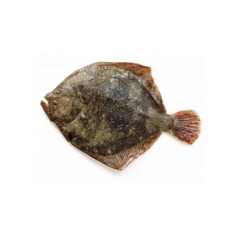 Tarbot - Visgroothandel Neptunus